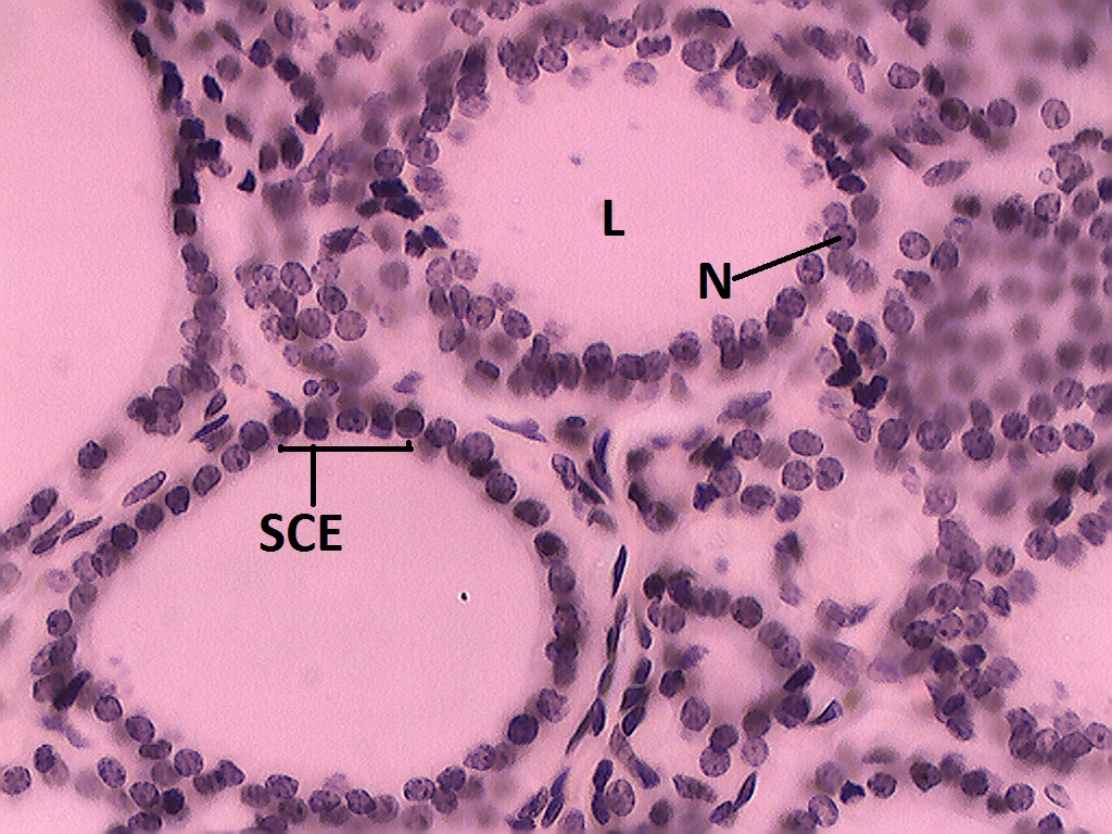 Simple Cuboidal Epithelial Tissue Labeled