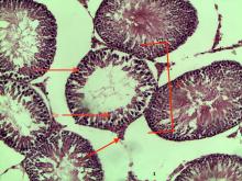 Image Gallery | Histology